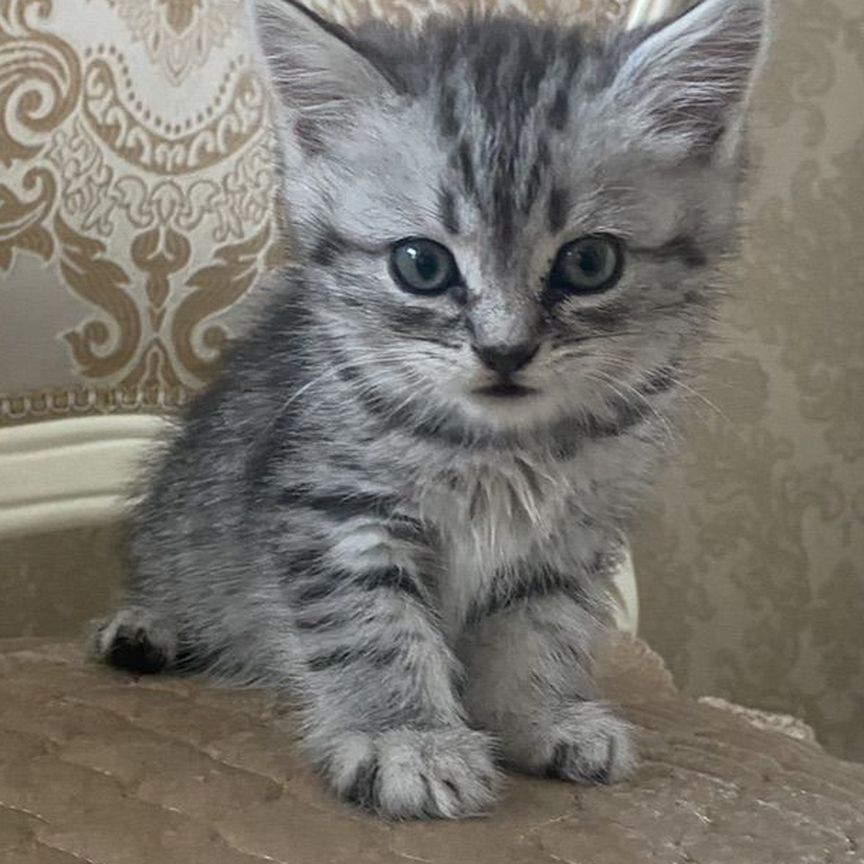 Шотландская кошка