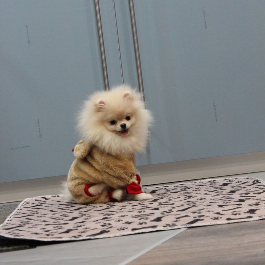 Померанский шпиц девочка