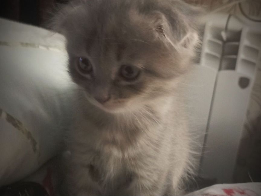 Кошечка 1,5мес от Шотландской вислоухой кошки