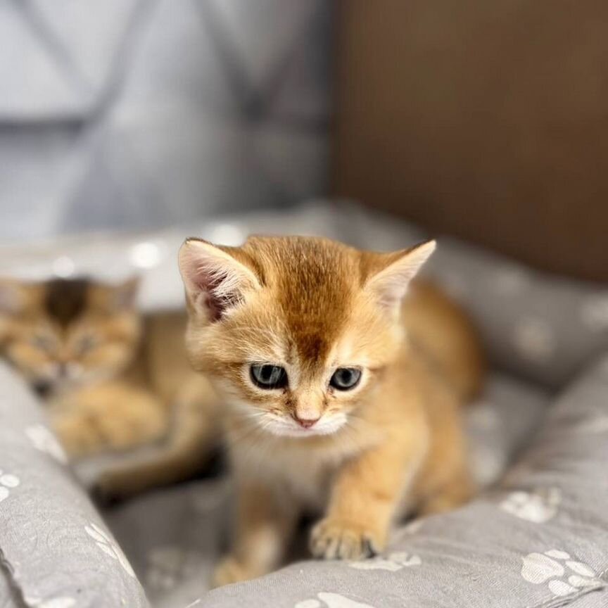 Котята золотая шиншилла