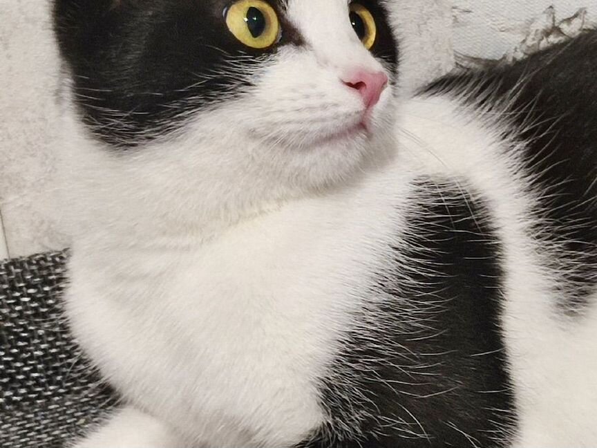 Кошка 5/6 месяцев