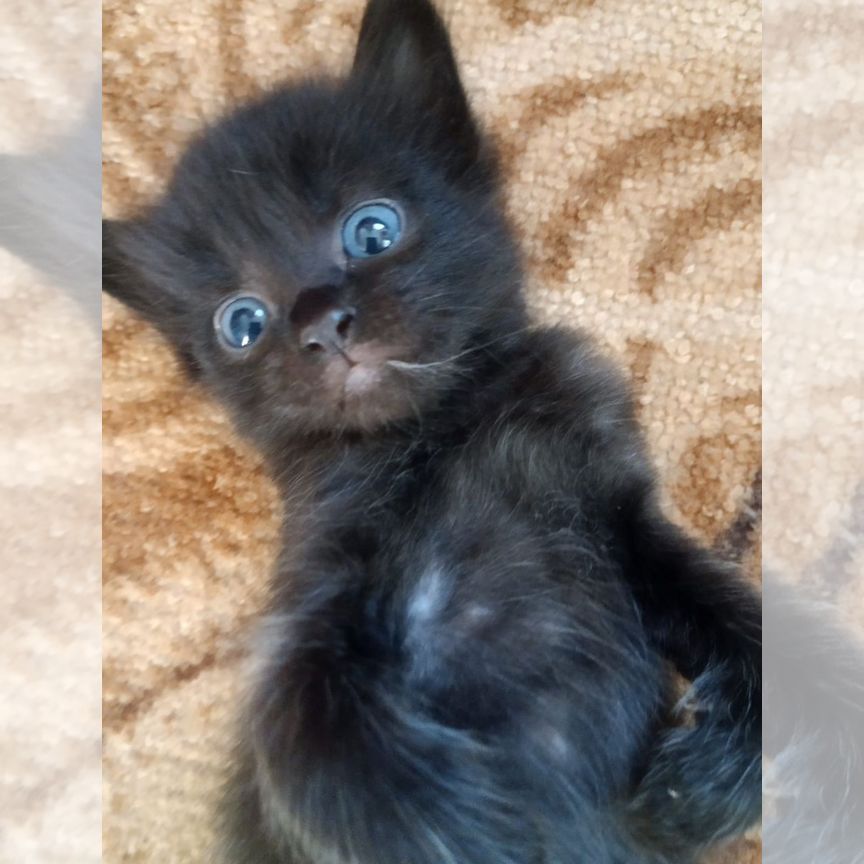 Котята в добрые руки бесплатно мальчик