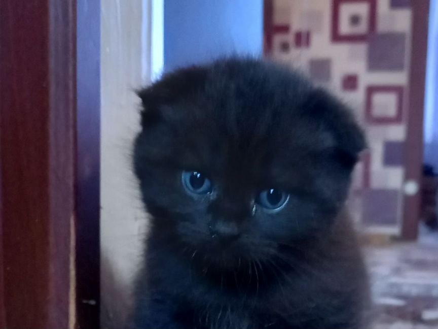 Шотландские вислоухие котята