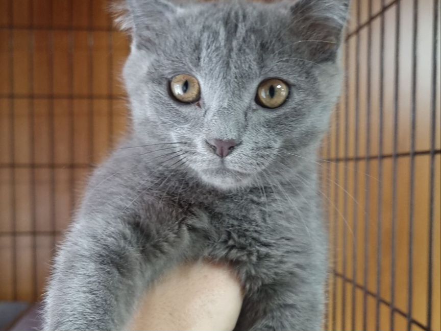 Котенок