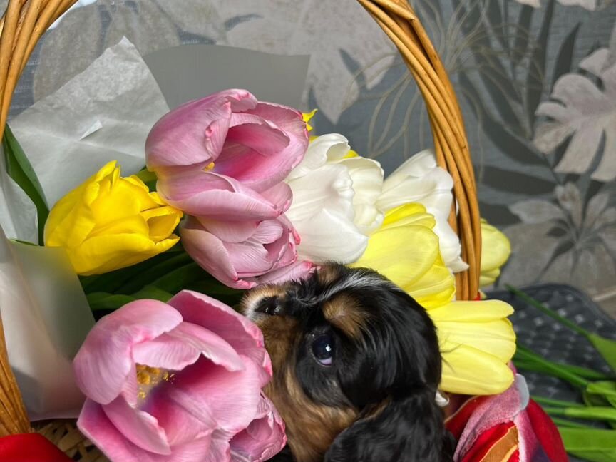 Щенки кавалер кинг чарльз спаниеля