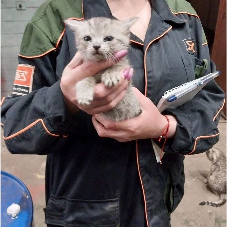 Котёнок в добрые руки