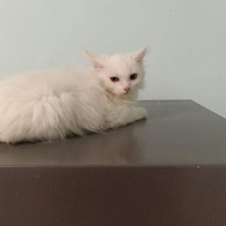 Отдам белого котенка в добрые ручки