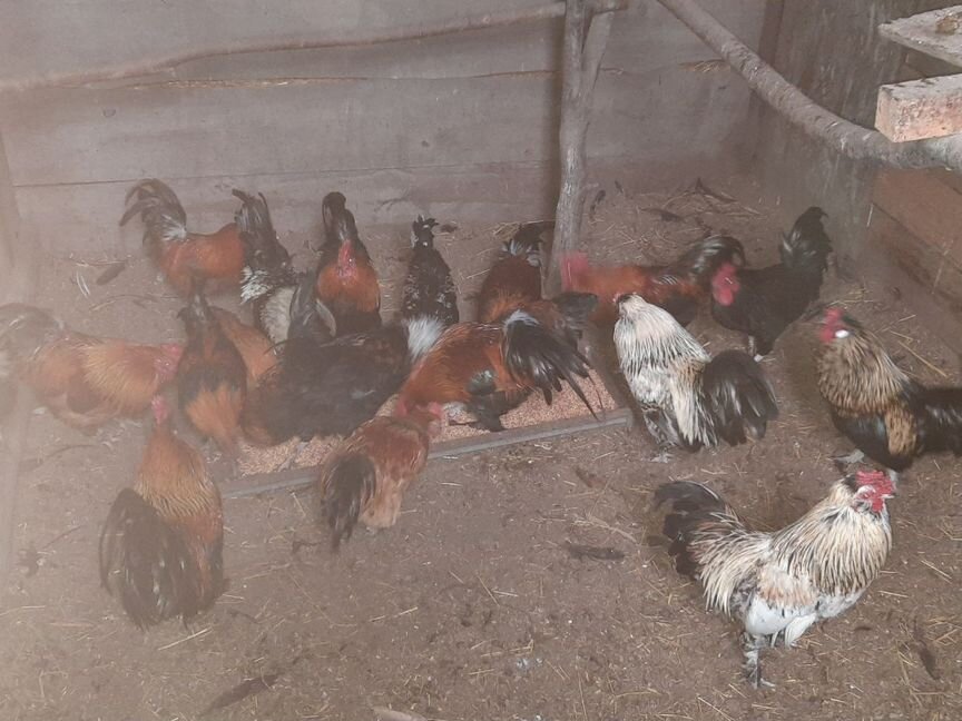 Петушки декоротивные(бентамки)