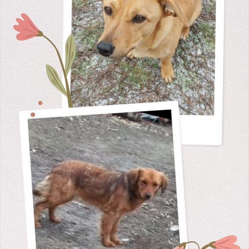 Охранники и компаньёны