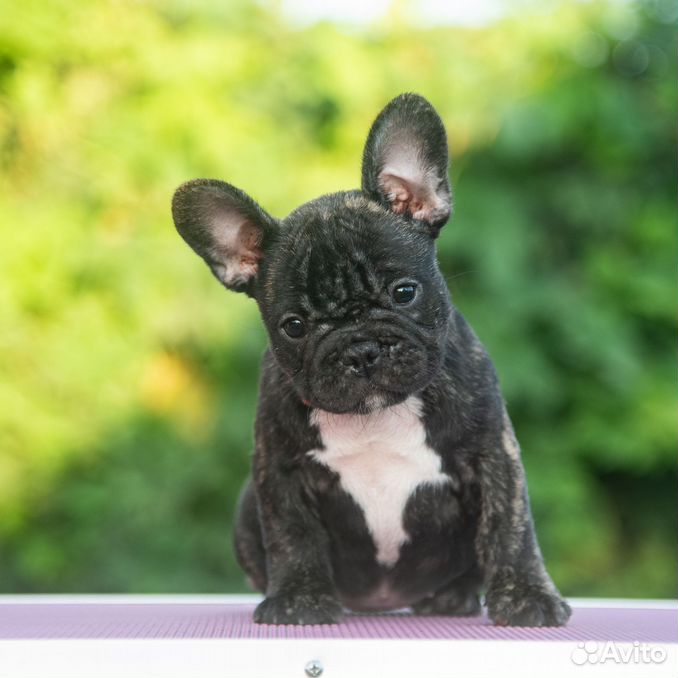 Две девочки- две красавицы