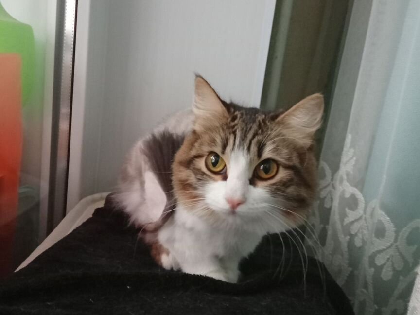 Кошка 1 год