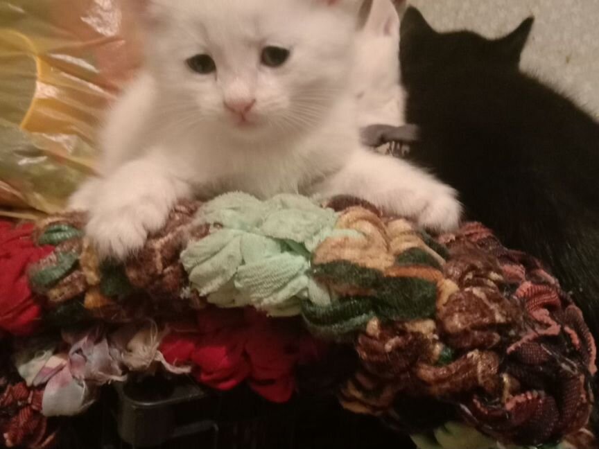 Котята