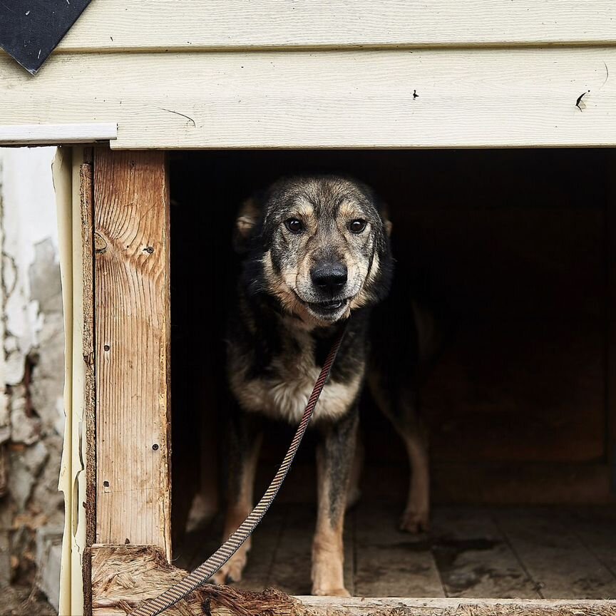 Собака в добрые руки