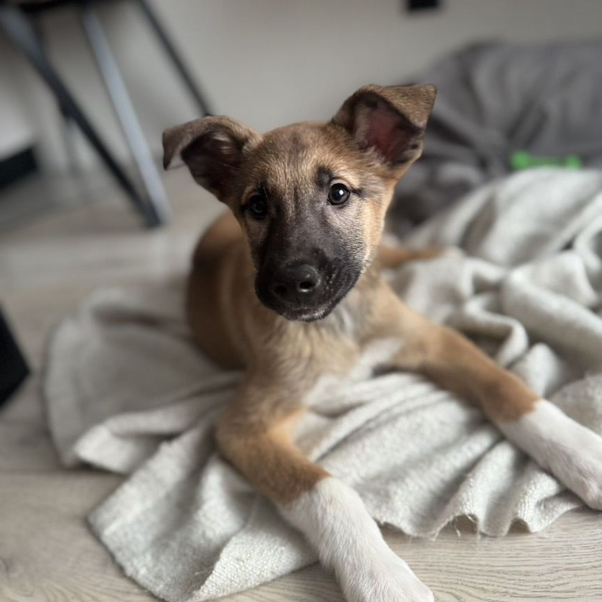 Щенок помесь бельгийской овчарки