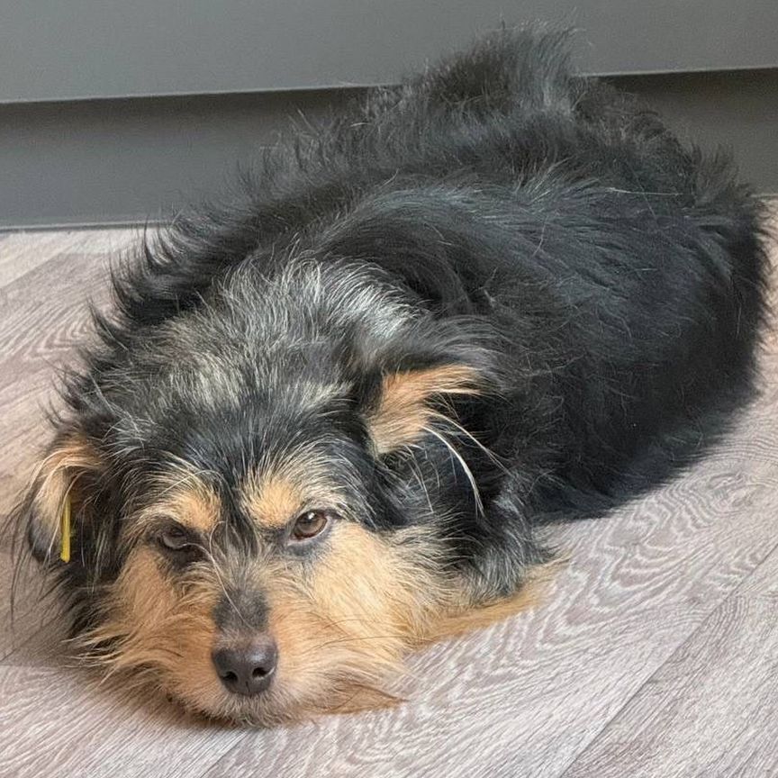 Взрослая собака в добрые руки