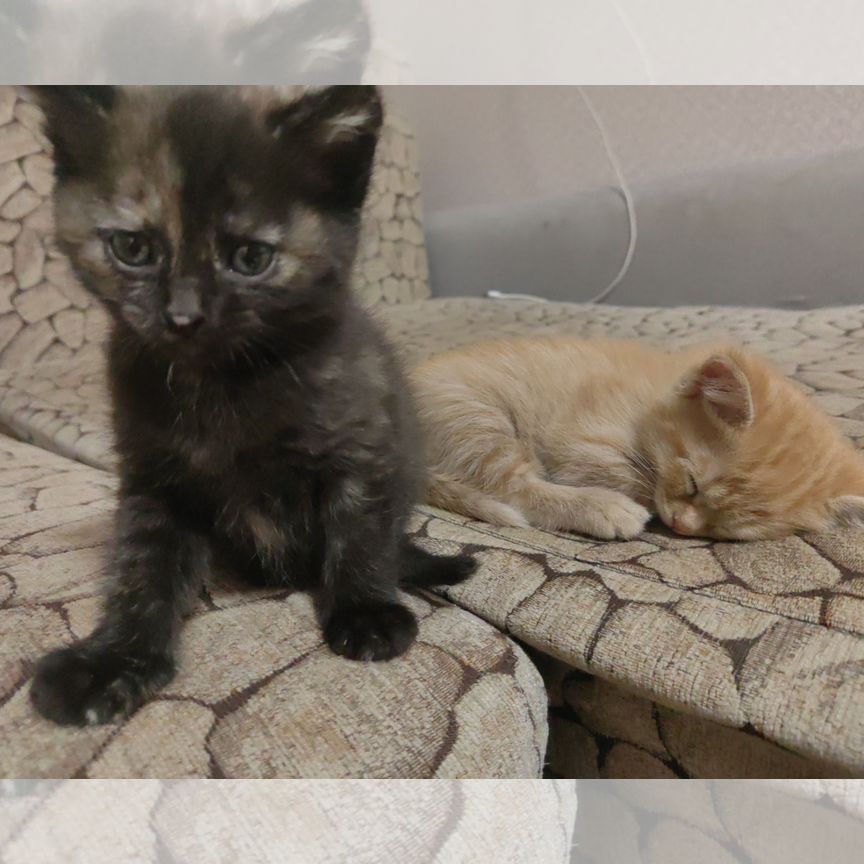Котята в добрые руки