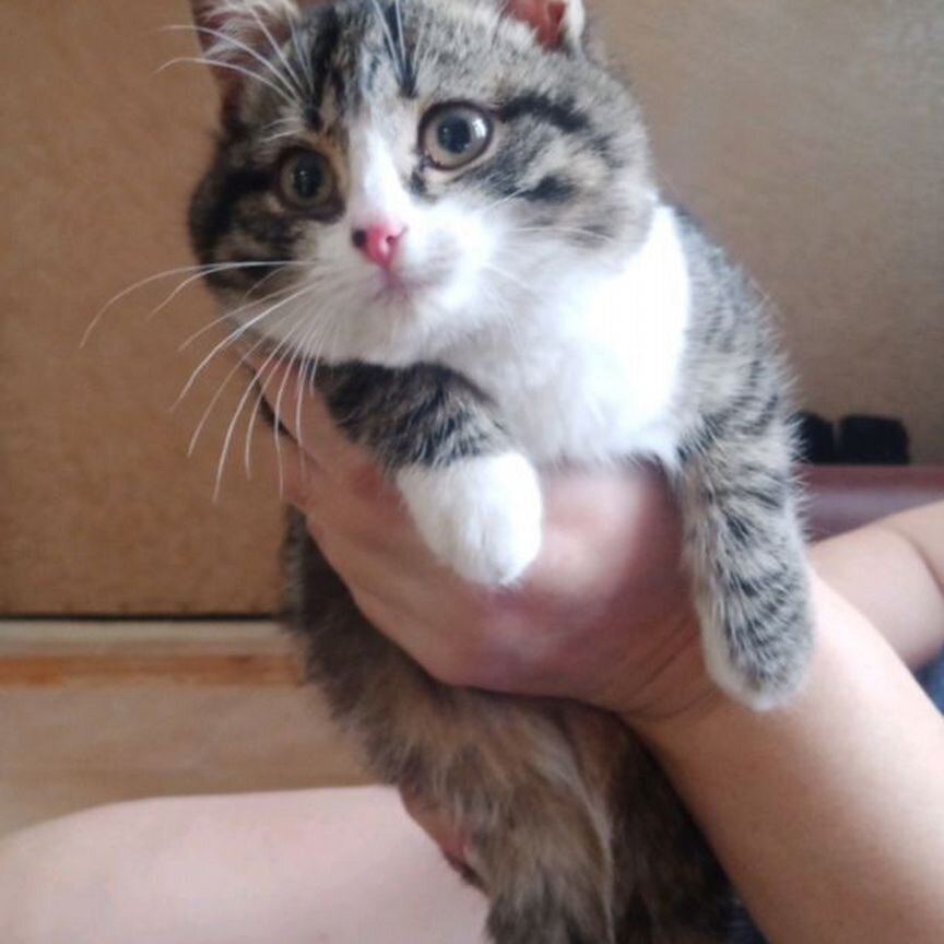 Котëнок симпатичный в добрые руки