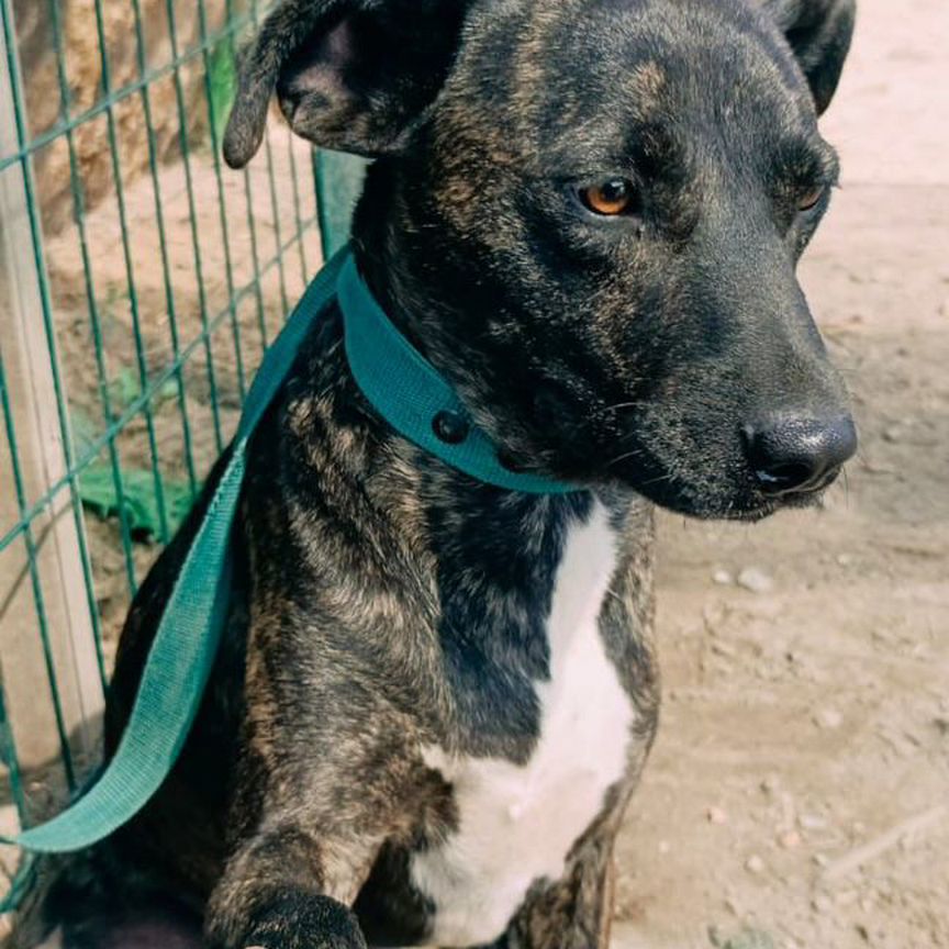 Фокс ищет свою семью