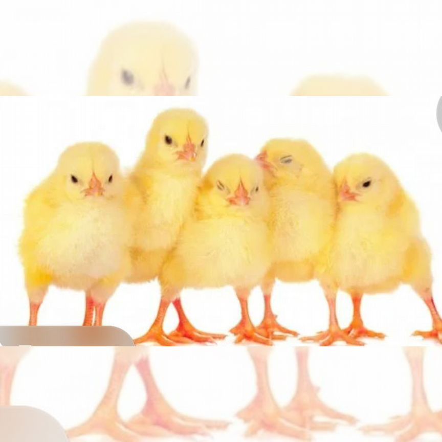 Цыплята бройлеры суточные