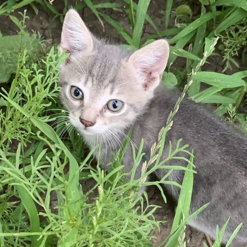 Отдам красивых котят в добрые руки