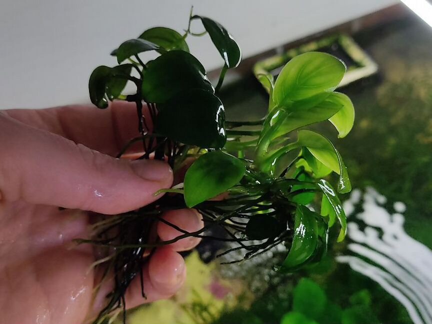 Анубиас. Водоросли для аквариума