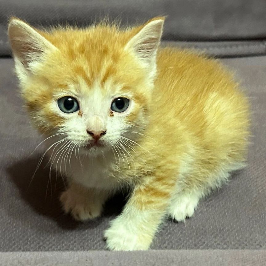 Котёнок в добрые руки