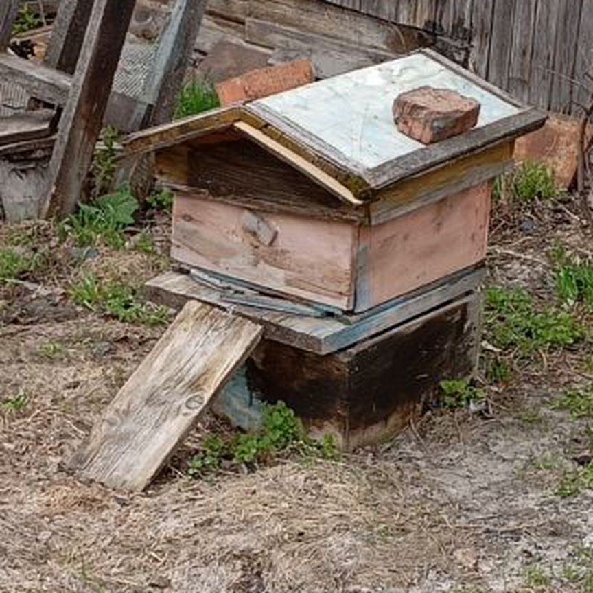 Продам пчёл, медогонку, образной, рамки с мёдом