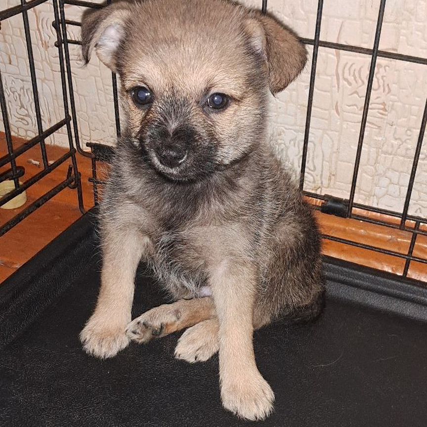 Щенок в добрые руки