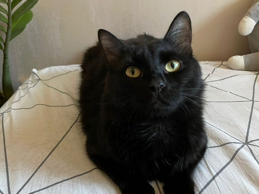 Кот в добрые руки