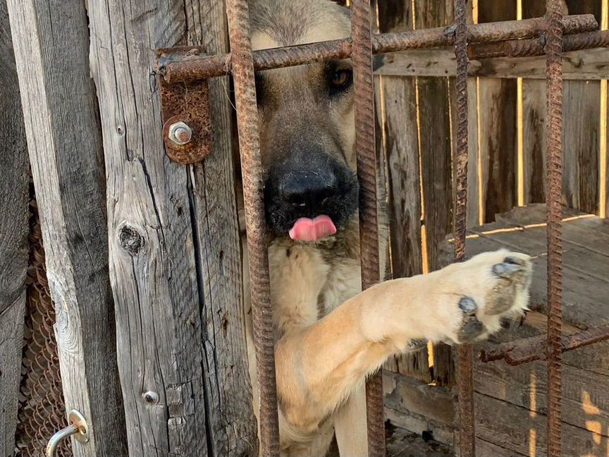 Бельгийская овчарка