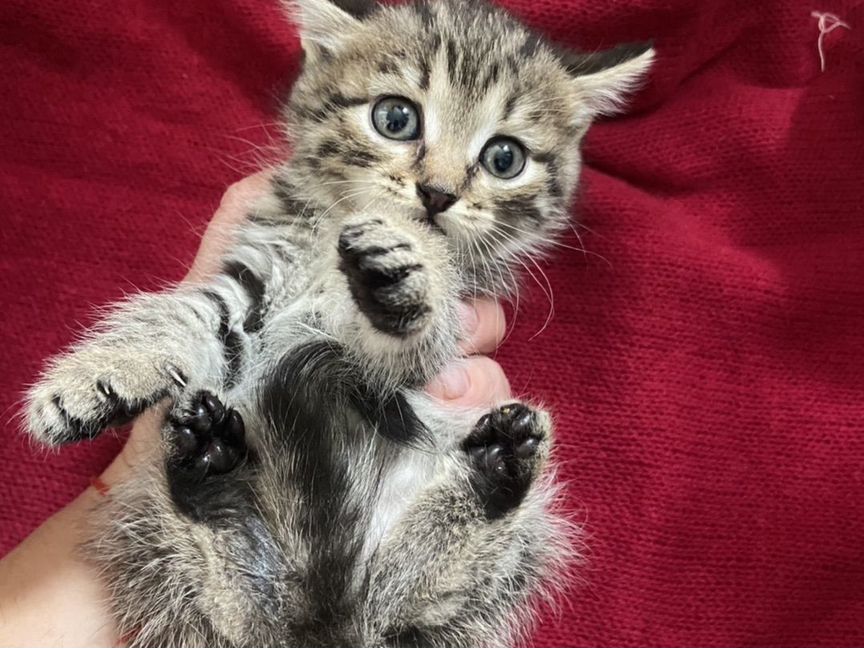 Котята от шотландской кошечки