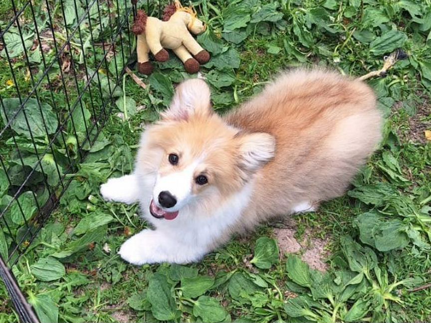 Вельш-корги пемброк флаффи