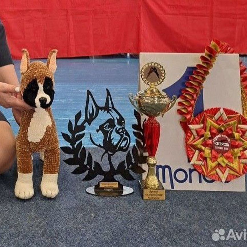 Щенки боксера