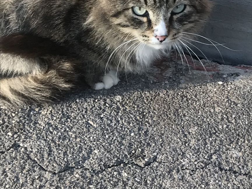 Лева ищет дом