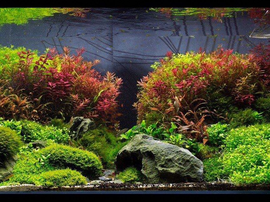 Оформление аквариумов,консультации,коряги