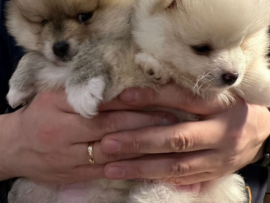 Щенки Померанского Шпица белая и серый