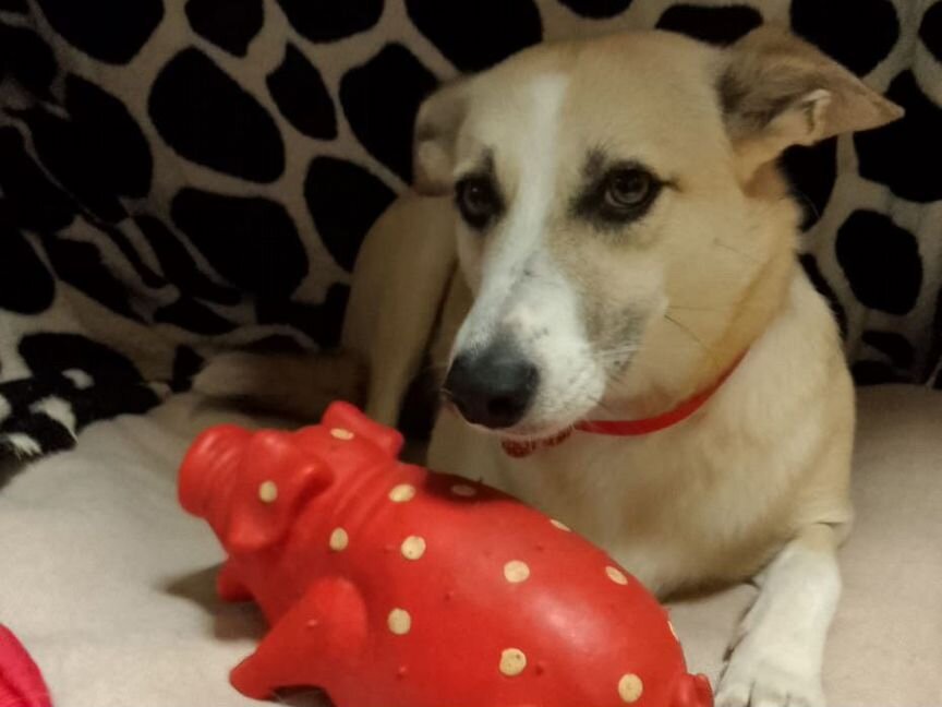 Альма 2 года 40-43 см в холке