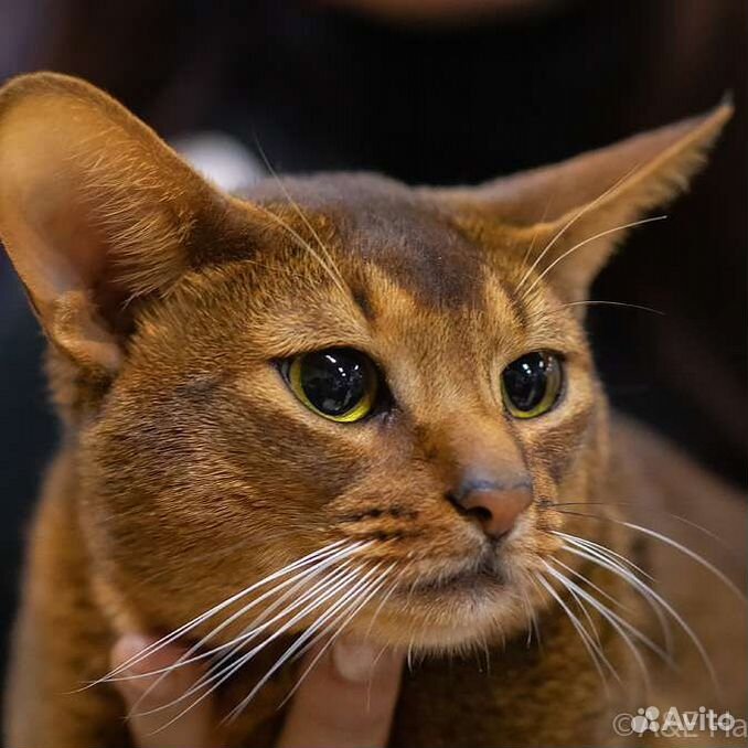 Кот абиссин на вязку