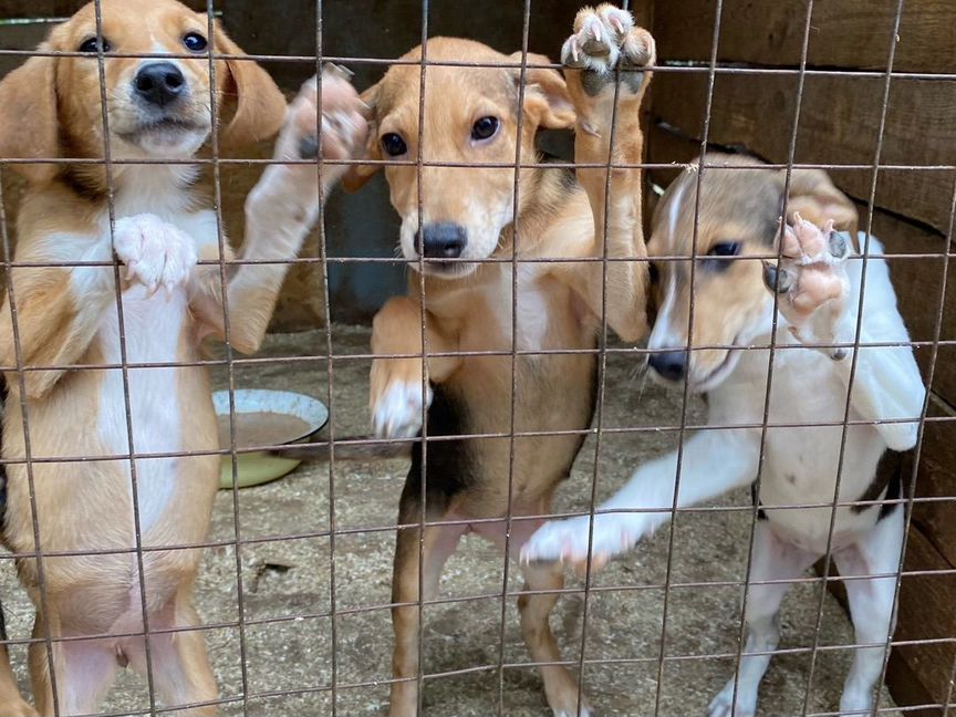 Щенки в добрые руки