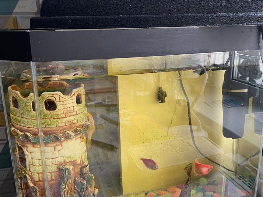 Аквариум с рыбками