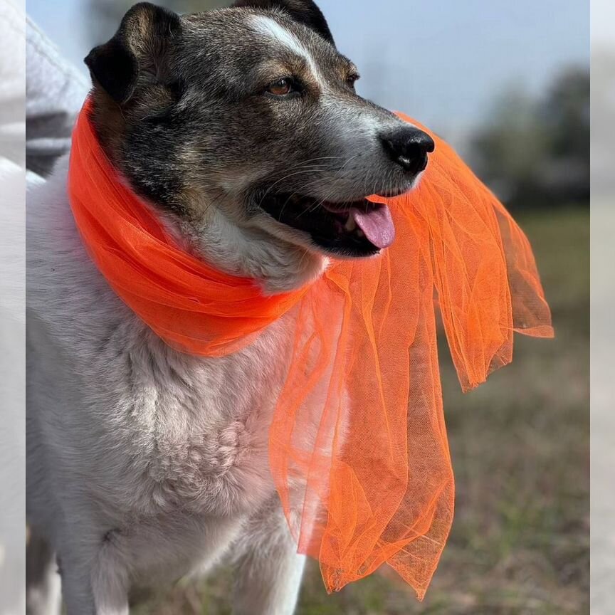 Спаси Лютика из приюта