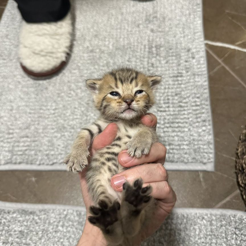 Котенок вислоухий шотландец 18
