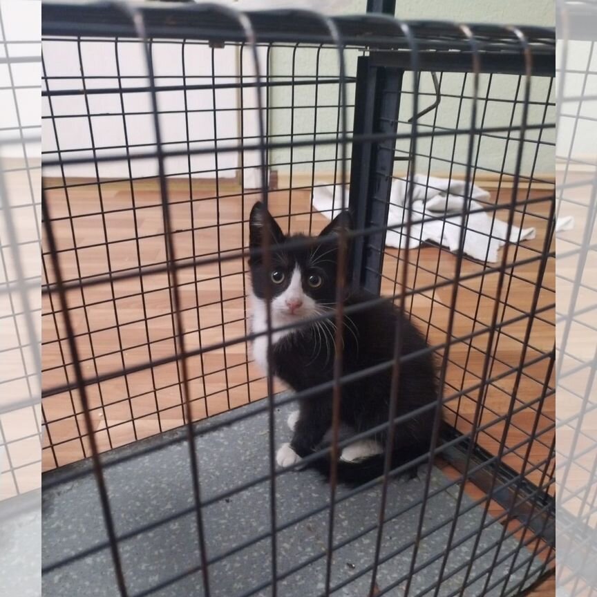 Котенок девоча