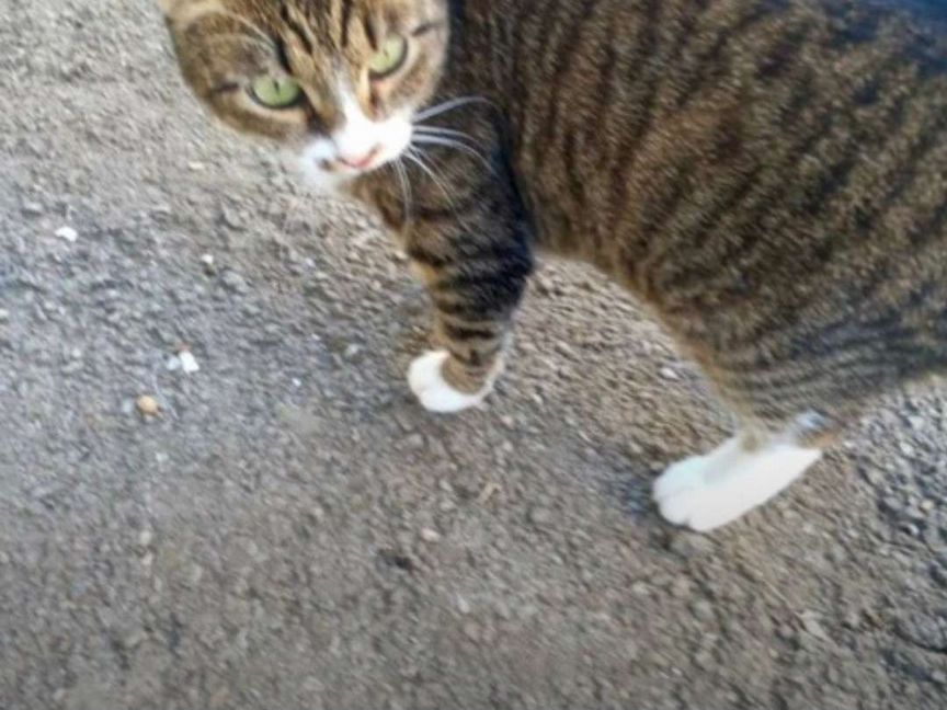 Кошка в добрые руки