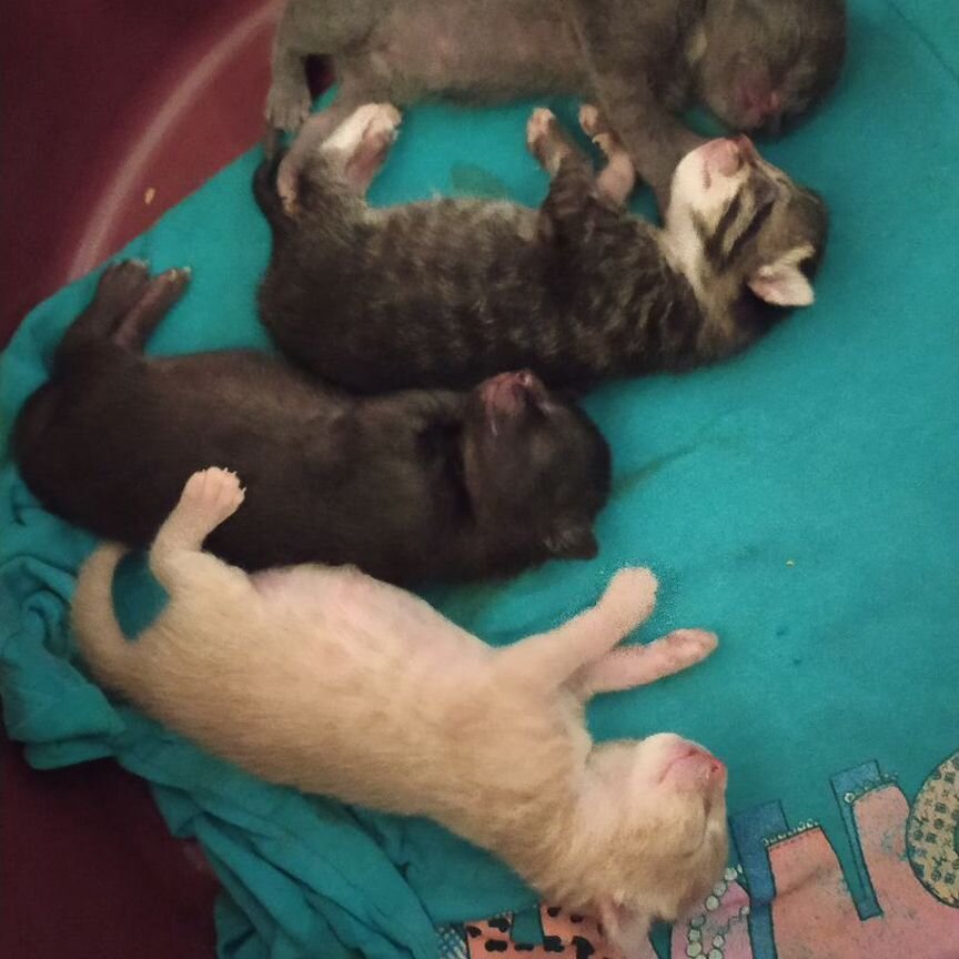 Котятп домашние в добрые руки