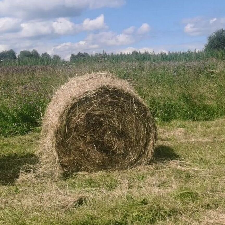 Сено в тюках