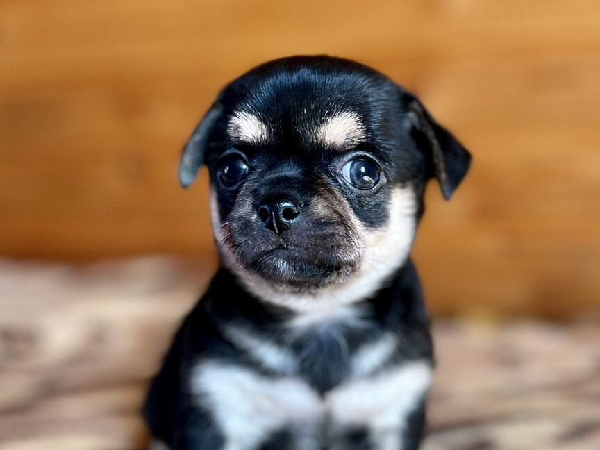 Девочка чихуахуа