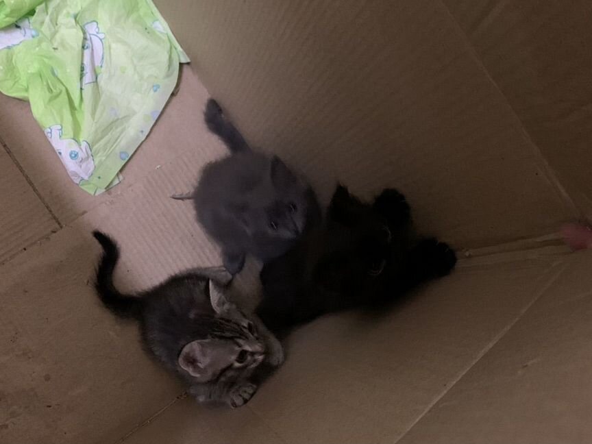 Котята ищем любящую семью