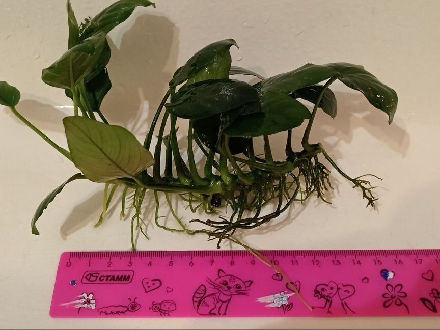 Анубиас Бартера нана