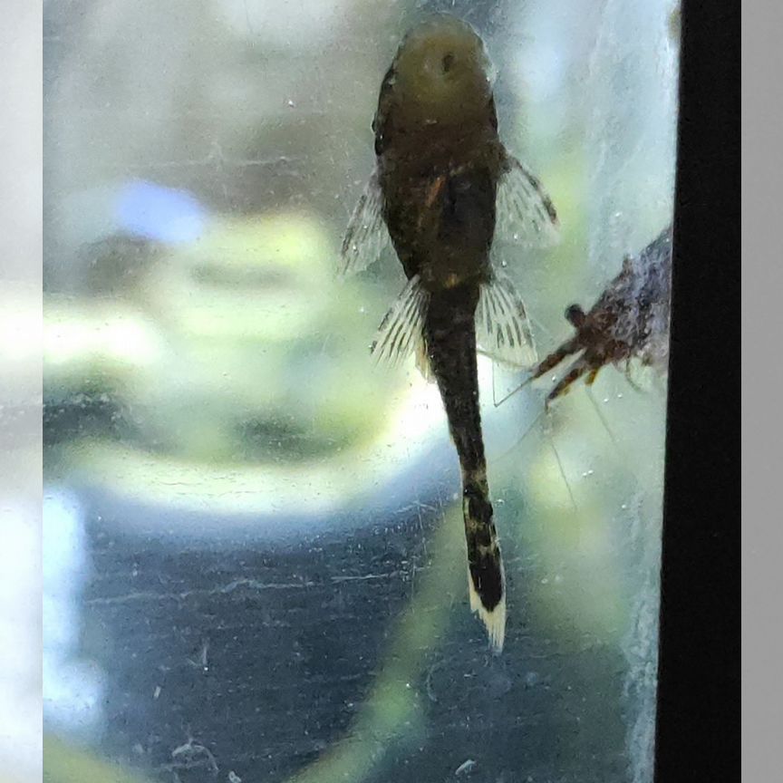 Анциструс гет сноу сомики